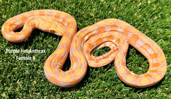 Purple Het Anthrax Reticulated Python by WildFire Retics