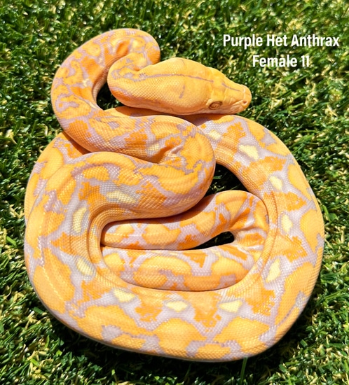 Purple Het Anthrax Reticulated Python by WildFire Retics
