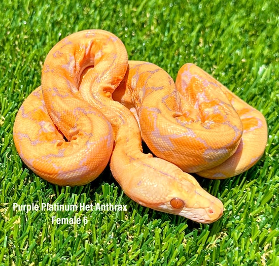 Platinum Purple Albino Het Anthrax Reticulated Python by WildFire Retics