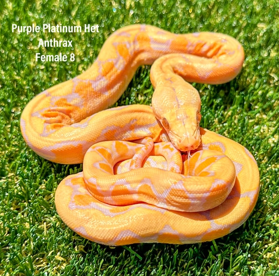 Platinum Purple Albino Het Anthrax Reticulated Python by WildFire Retics