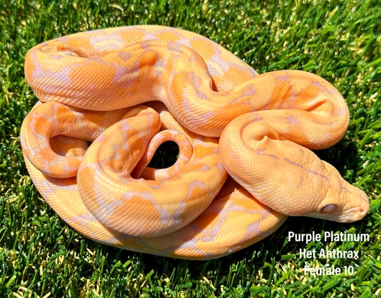 Platinum Purple Albino Het Anthrax Reticulated Python by WildFire Retics