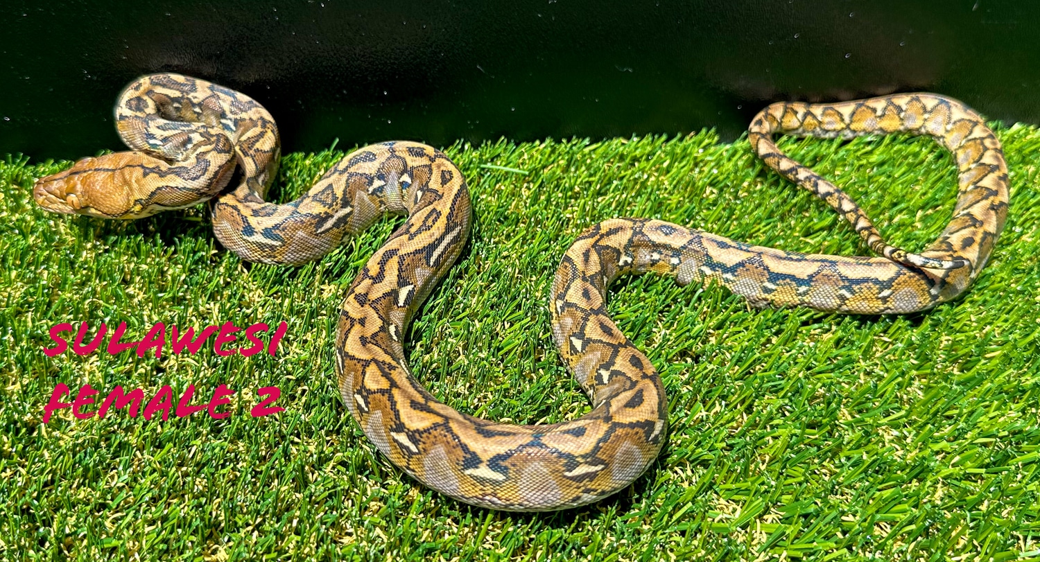 Sulawesi Reticulated Python by WildFire Retics - MorphMarket