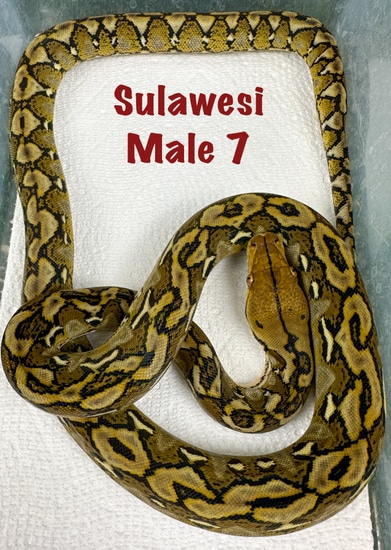 Sulawesi Reticulated Python by WildFire Retics