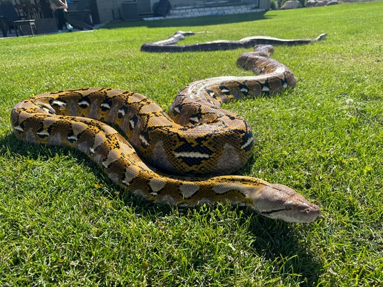 Platinum Het Purple Albino Reticulated Python by WildFire Retics