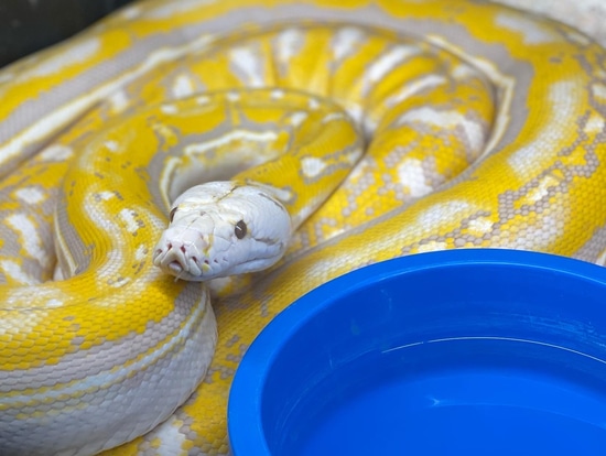 Purple Albino Anthrax Reticulated Python by WildFire Retics