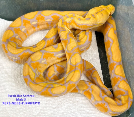 Purple Het Anthrax Reticulated Python by WildFire Retics