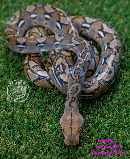 Normal DH Purple/Anthrax Reticulated Python by WildFire Retics