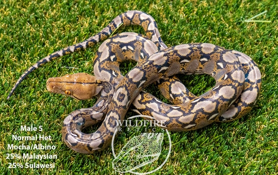 Normal Het Mocha/Albino 25% Malaysian, 25% Sulawesi Reticulated Python ...