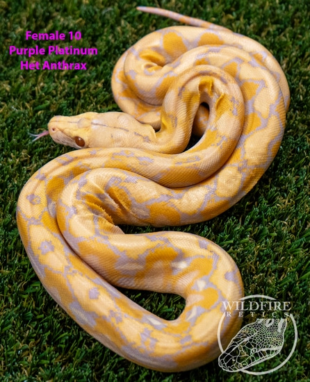 Platinum Purple Albino Het Anthrax Reticulated Python by WildFire Retics