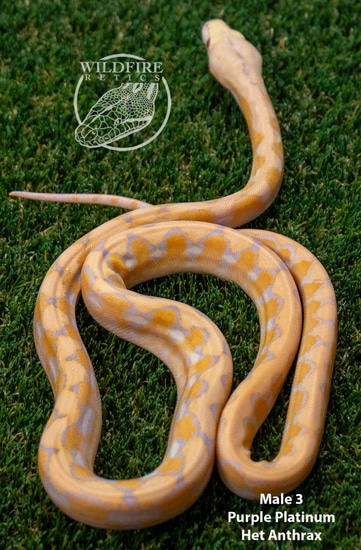 Platinum Purple Albino Het Anthrax Reticulated Python by WildFire Retics