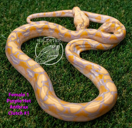 Purple Het Anthrax Reticulated Python by WildFire Retics