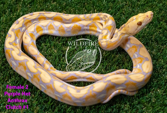 Purple Het Anthrax Reticulated Python by WildFire Retics