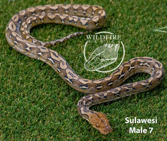 Sulawesi Reticulated Python by WildFire Retics