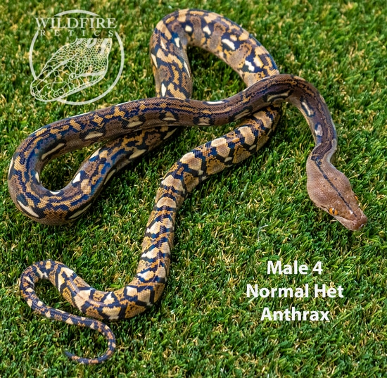 Normal Het Anthrax (DARK LINE) Reticulated Python by WildFire Retics
