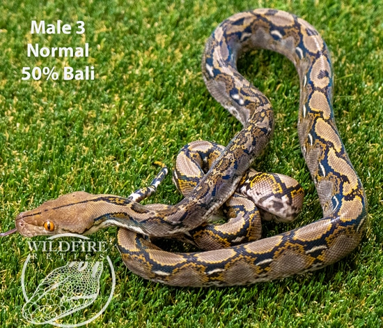 Normal 50% Bali Reticulated Python by WildFire Retics