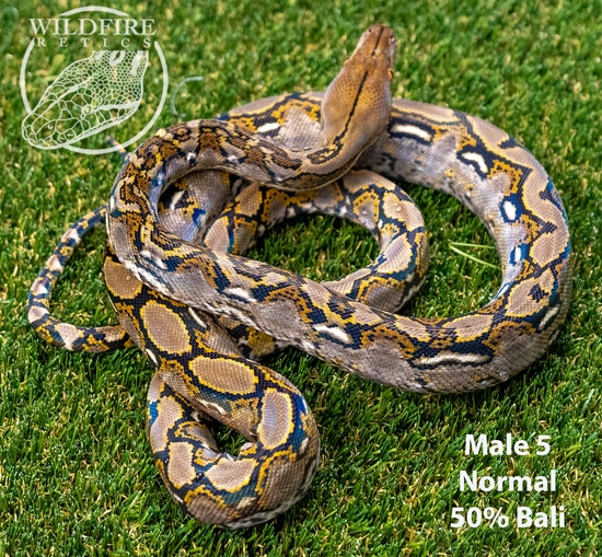Normal 50% Bali Reticulated Python by WildFire Retics
