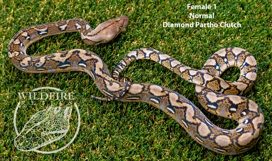 Normal 25% JAMPEA Reticulated Python by WildFire Retics