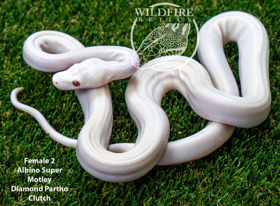 Albino Super Motley 25% Jampea Reticulated Python by WildFire Retics