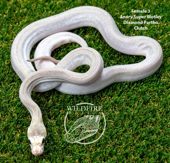 Anery Super Motley 25% Jampea Reticulated Python by WildFire Retics