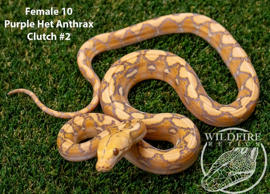 Purple Het Anthrax Reticulated Python by WildFire Retics