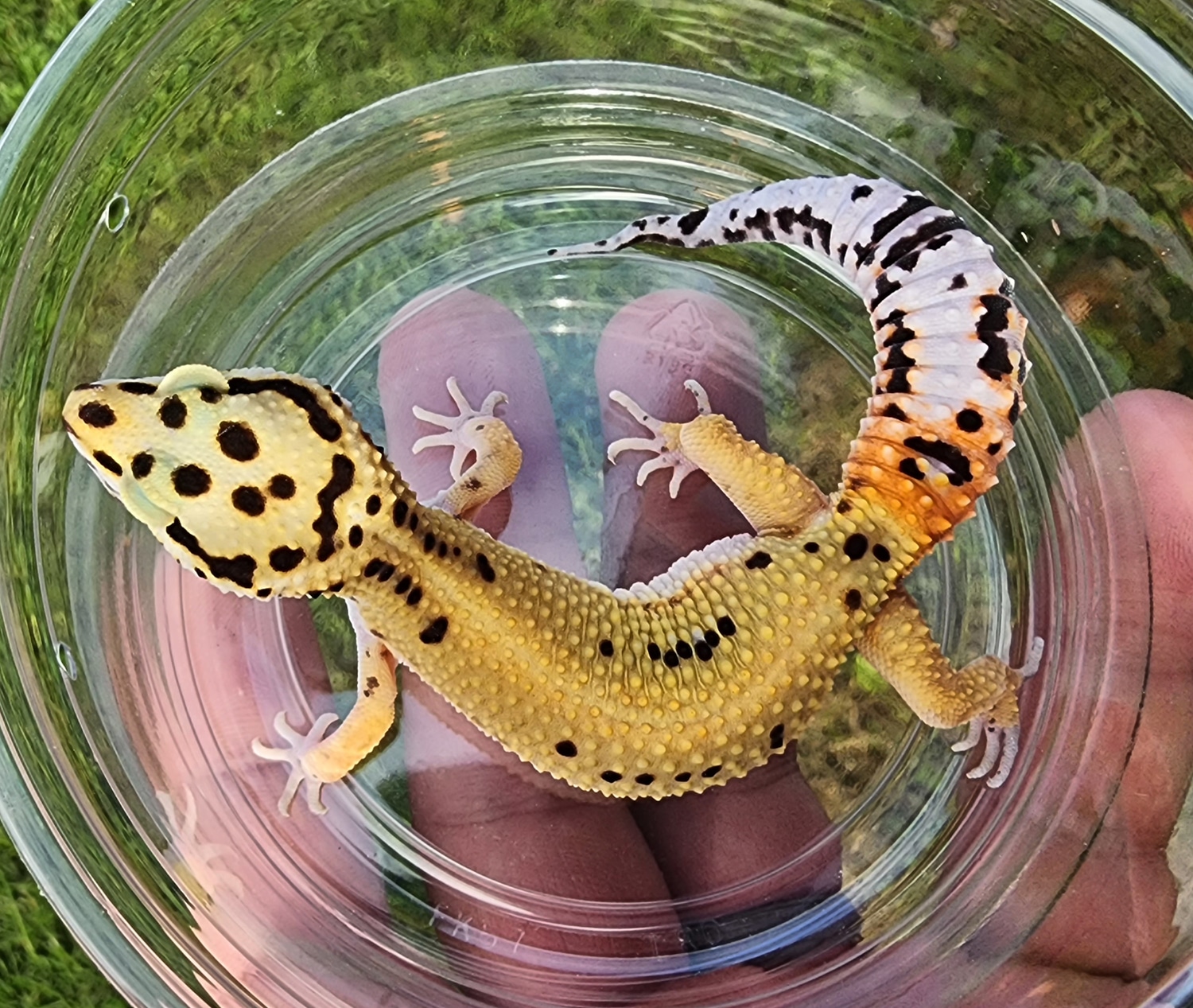 Firebold TSF Leopard Gecko by Wildfire Geckos - MorphMarket