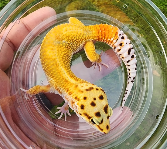 Flame Leopard Gecko by Wildfire Geckos