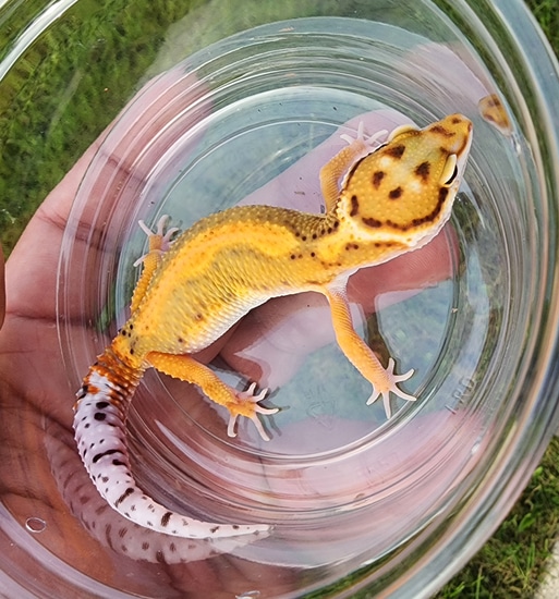 Firebold Het Tremper Leopard Gecko by Wildfire Geckos