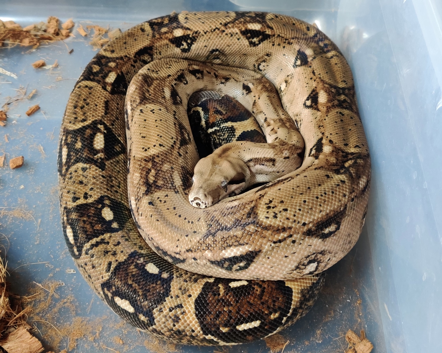 Hypo Costa Rican Boa Constrictor by WIld Growth Plants and Pets ...