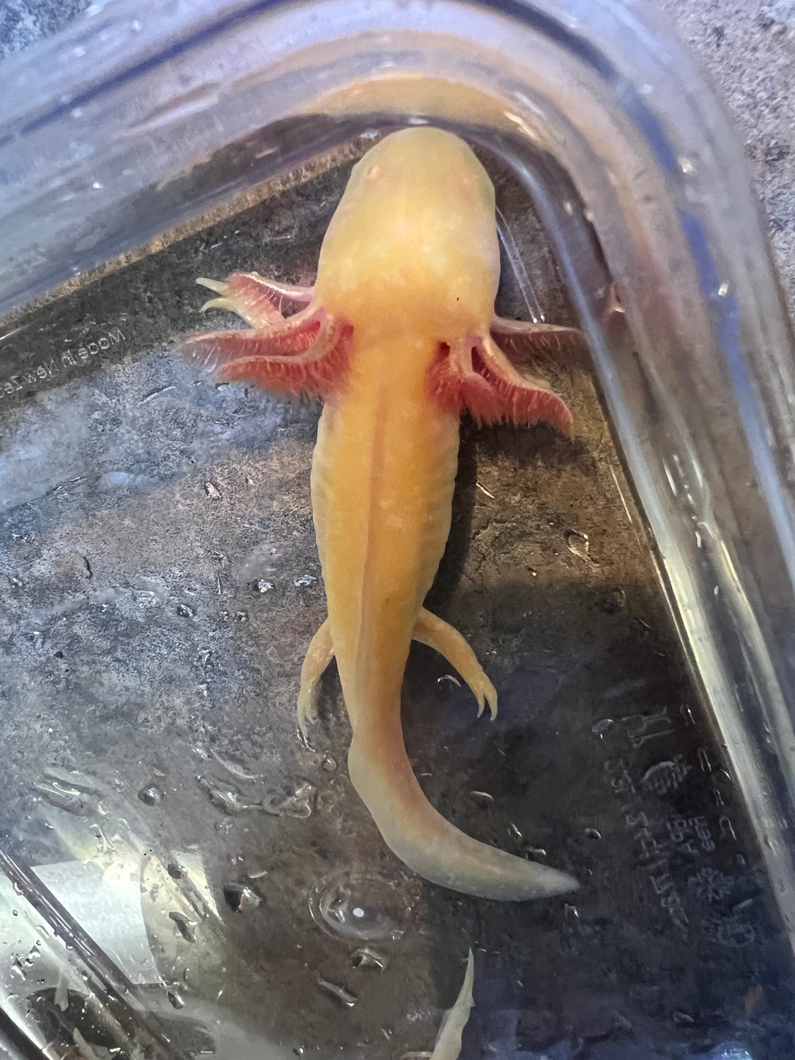 Hypomelanistic “rose Gold” Copper 6-7” Axolotl by Wild Hare Ranch, LLC ...