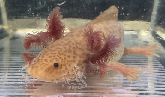Copper Subadult Axolotl by Wild Hare Ranch, LLC