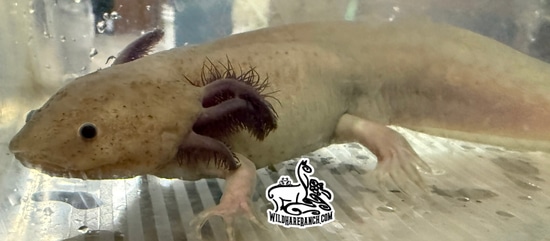 Hypomelanistic Melanoid Axolotl by Wild Hare Ranch, LLC