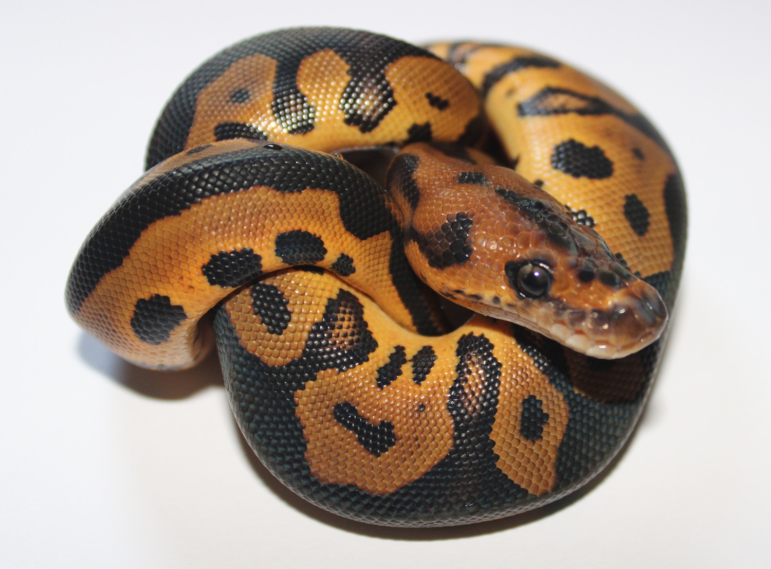 Leopard Clown 2022 Ball Python by Wild Hatch Isle - MorphMarket