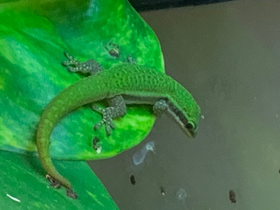 Phelsuma Cepediana - Blue Tailed Day Gecko by Empire State Arboreals