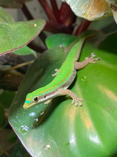 Phelsuma Cepediana - Blue-Tailed Day Gecko by Empire State Arboreals