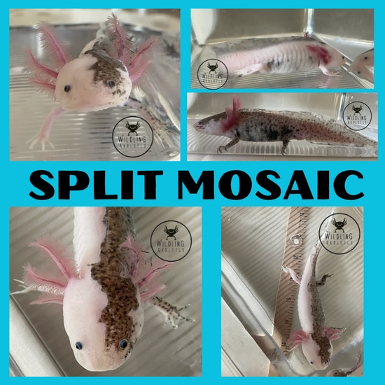 Split Mosaic Leucistic/Wild-type Axolotl by Wildling Axolotls
