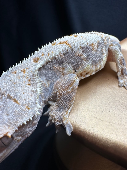 Caramel Latte Crested Gecko by Fairytail Creatures