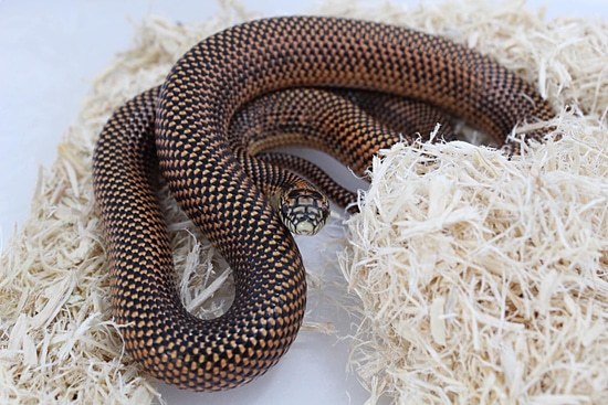 Patternless Meansi Apalachicola Kingsnake by Bens Den