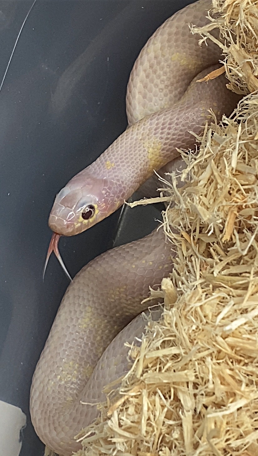 Lavender Snow California Kingsnake by Bens Den - MorphMarket