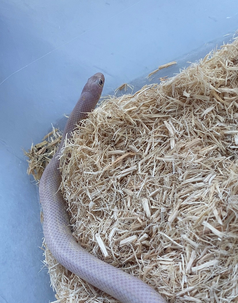 Lavender Snow California Kingsnake by Bens Den - MorphMarket