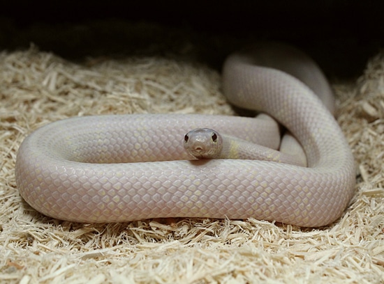 Lavender Snow California Kingsnake by Bens Den