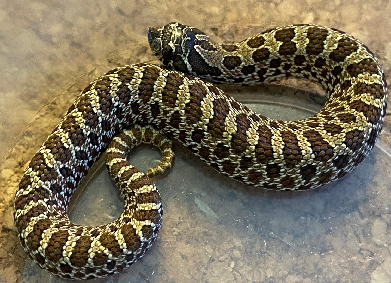 DH Snow Western Hognose by B&CReptiles - MorphMarket