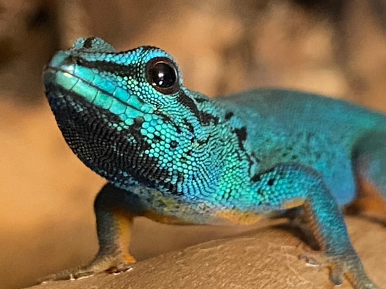 Electric Blue Day Gecko (Unsexed) by B&CReptiles