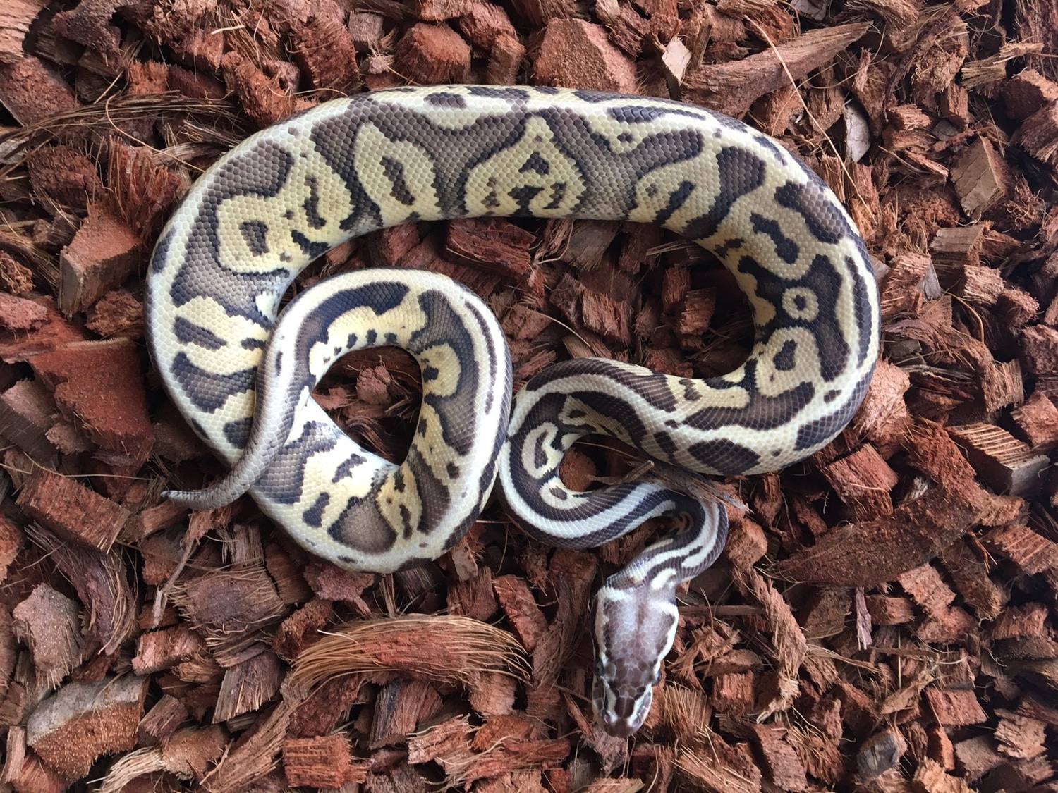 Super Pastel Leopard 50% Het Puzzle (Possible GHI) Ball Python by ...