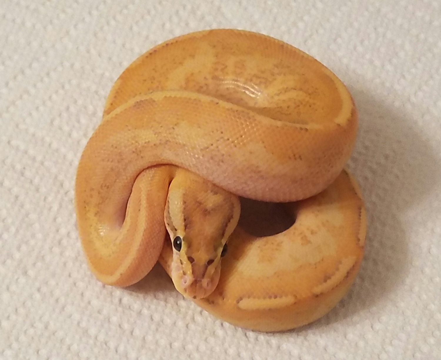 Puma Ball Python by Wild Side Reptilez - MorphMarket