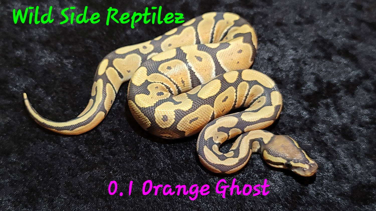 Orange Ghost Ball Python by Wild Side Reptilez - MorphMarket