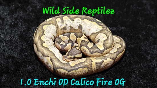 Orange Dream Calico Enchi Fire Orange Ghost Ball Python by Wild Side ...