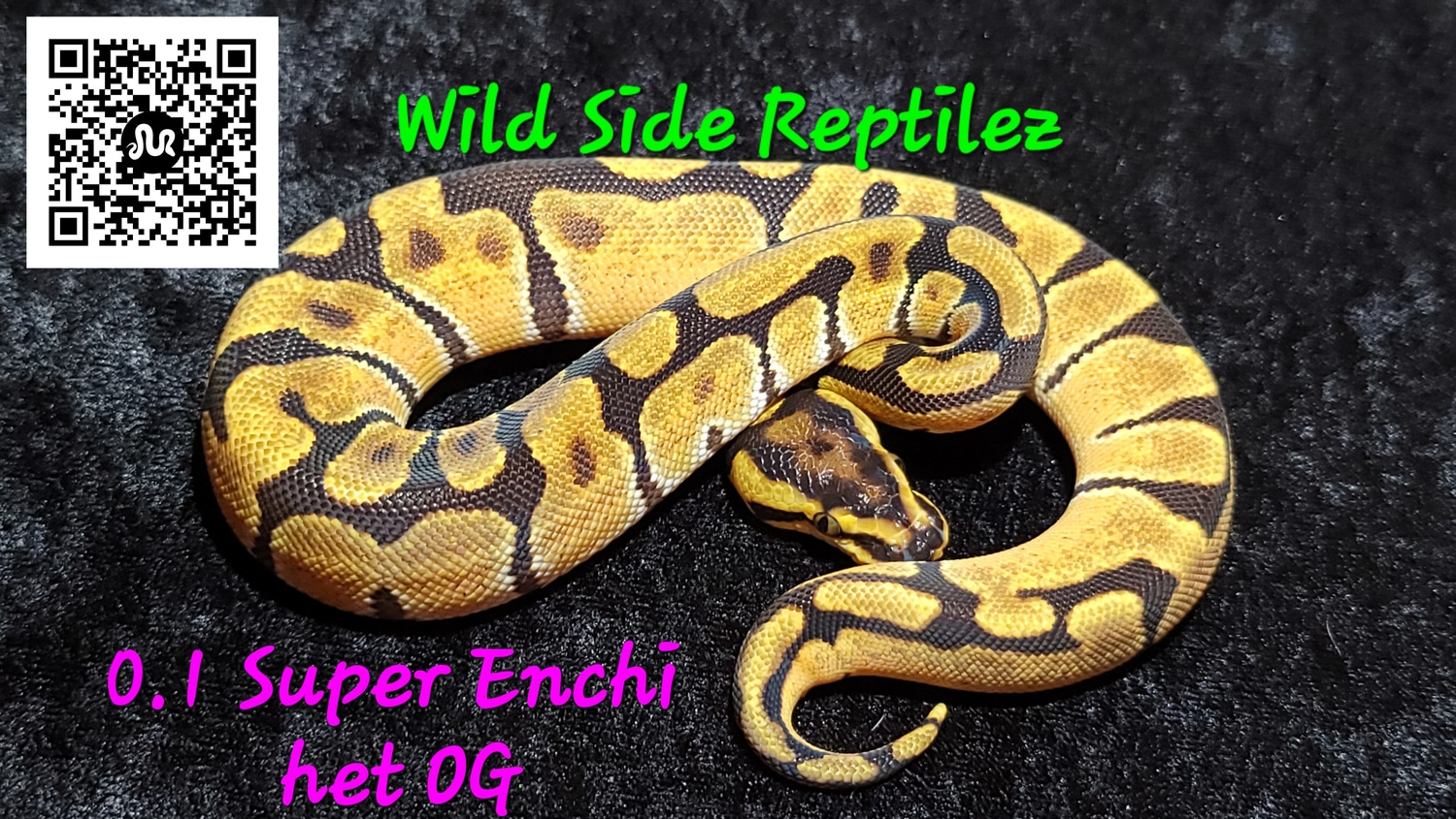 Super Enchi Het Orange Ghost Ball Python by Wild Side Reptilez ...