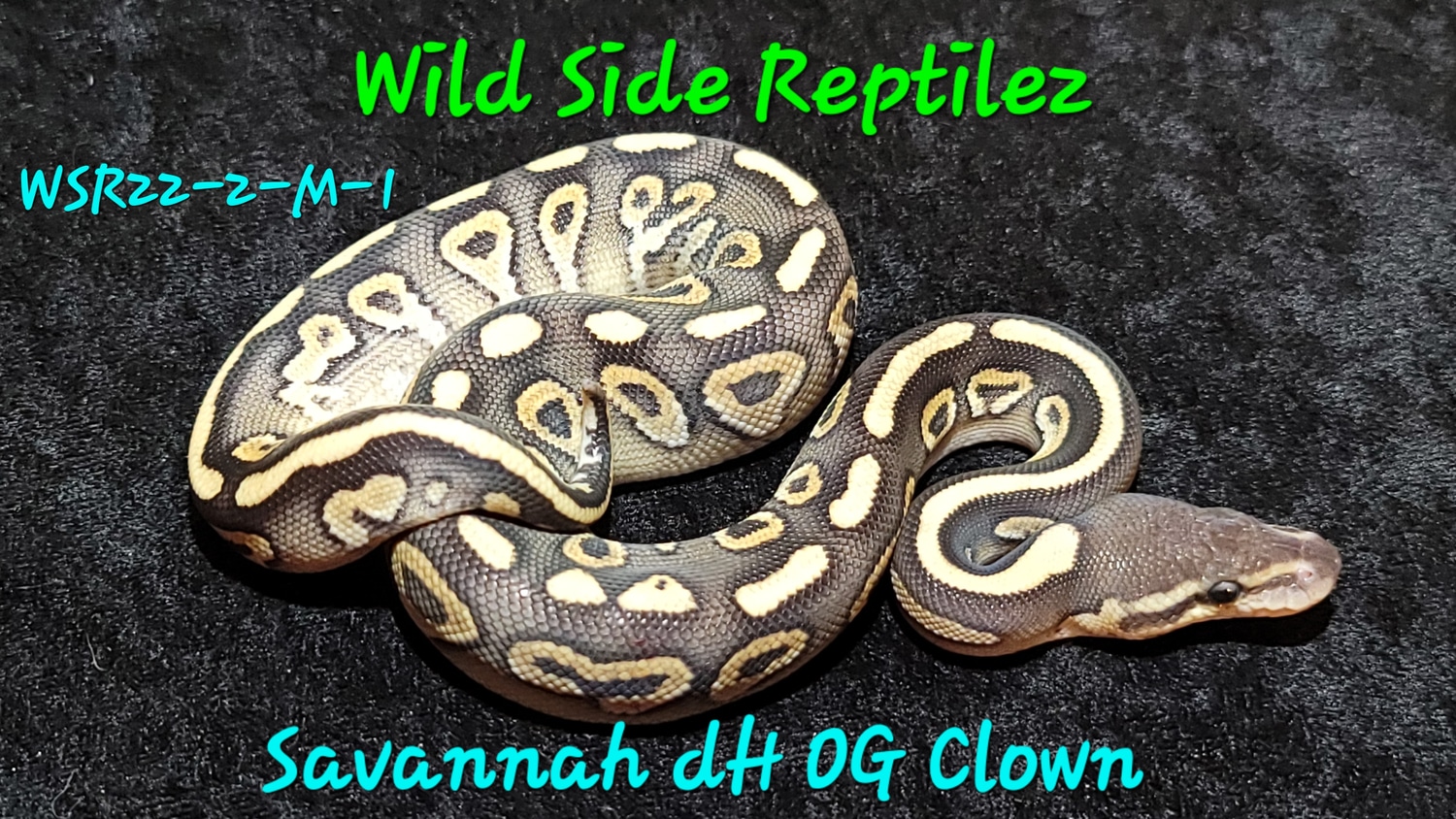 Savannah DH OG Clown Ball Python by Wild Side Reptilez - MorphMarket