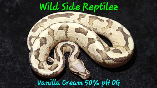 Vanilla Cream 50% PHet Orange Ghost Ball Python by Wild Side Reptilez