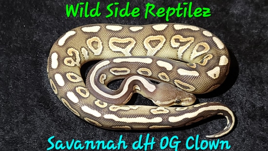 Savannah DHet OG Clown Ball Python by Wild Side Reptilez